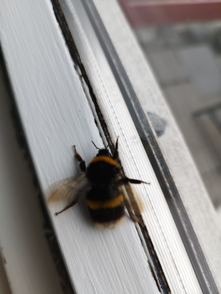 Buff-tailed Bumble Bee from Marknagilsvegur/Kerjagøta, Tórshavn ...