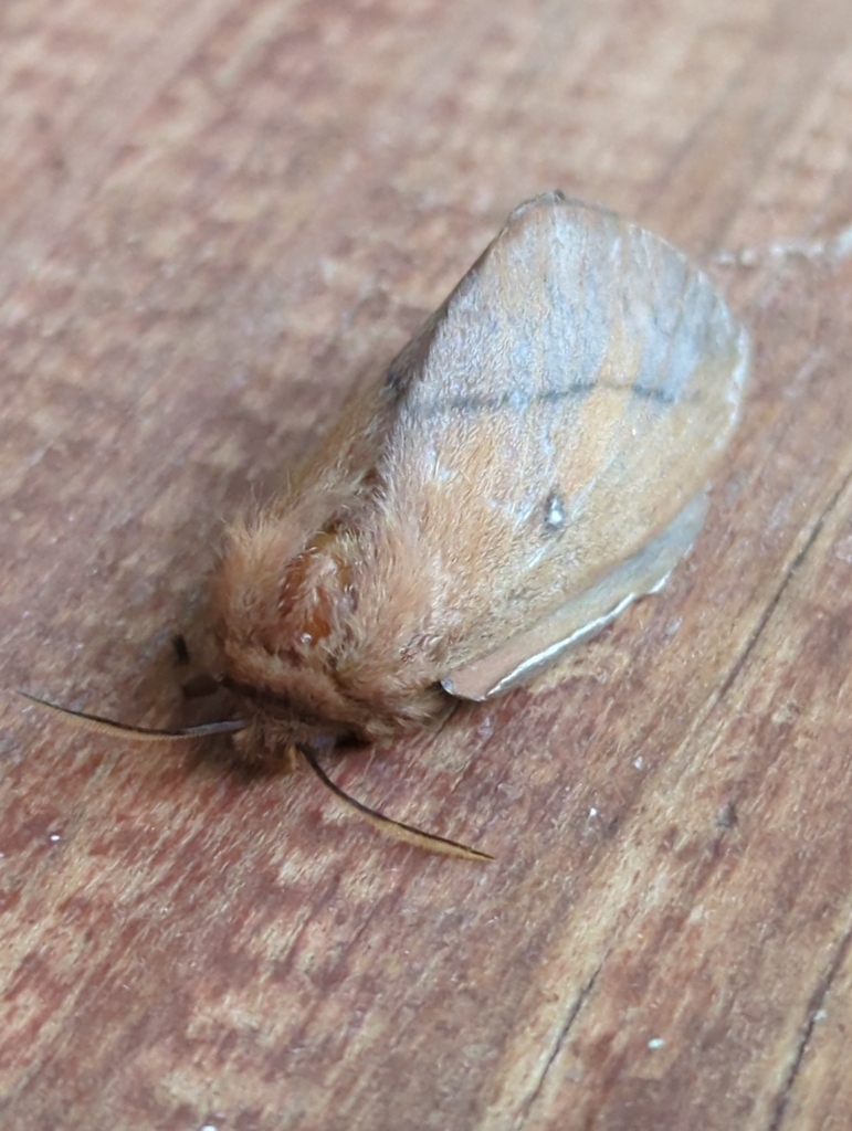 Euthrix from Anjozorobe, Madagascar on April 23, 2023 at 06:18 AM by ...