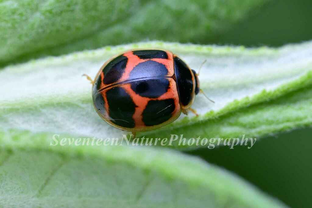 Propylea luteopustulata in April 2023 by 石柒 · iNaturalist