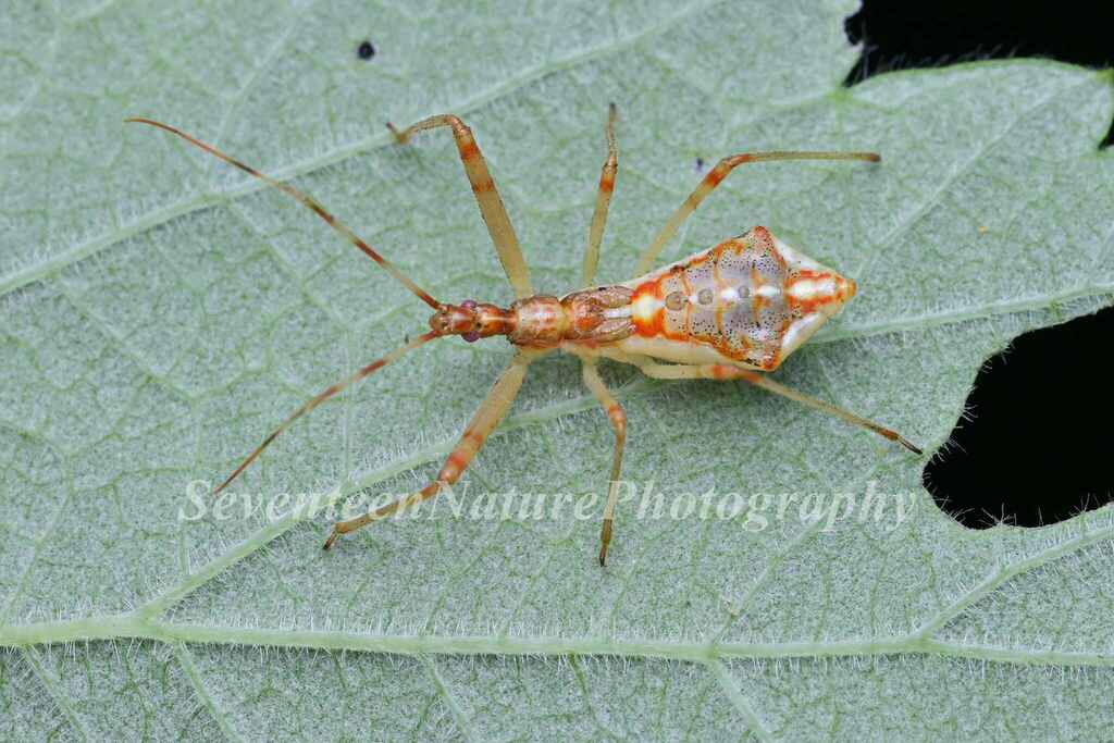 Epidaus tuberosus in April 2023 by Kaniska · iNaturalist