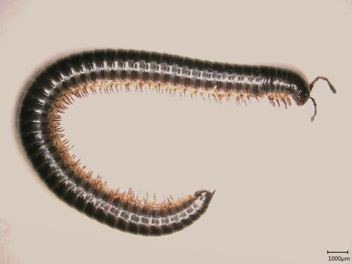 Leptoiulus simplex · iNaturalist