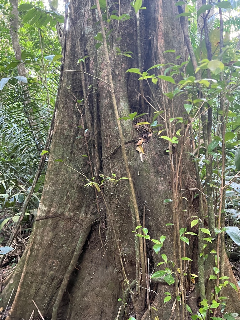 Terminalia amazonia from Matoury, GF on May 2, 2023 at 04:46 PM by ...