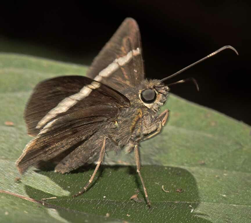 Sharp Banded-Skipper from Santa María Huatulco, Oax., Mexico on ...
