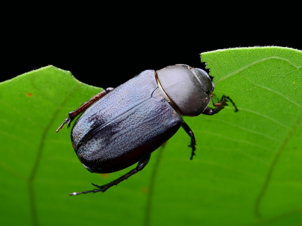 Sophrops planicollis from 中国云南省西双版纳傣族自治州勐腊县 on May 4, 2023 at 09:49 PM ...