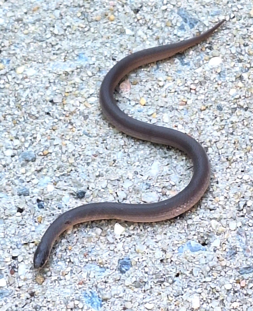 Colubrid Snakes in May 2023 by Joshua Souther · iNaturalist