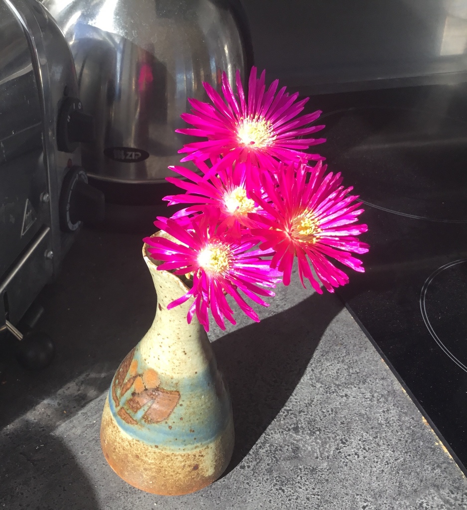 heart-leaf ice plant from 15B Babbacombe Avenue, Otaki Beach ...