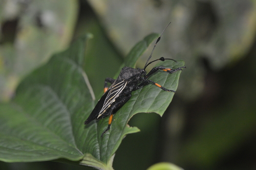 Pachylis carchinus · iNaturalist Mexico