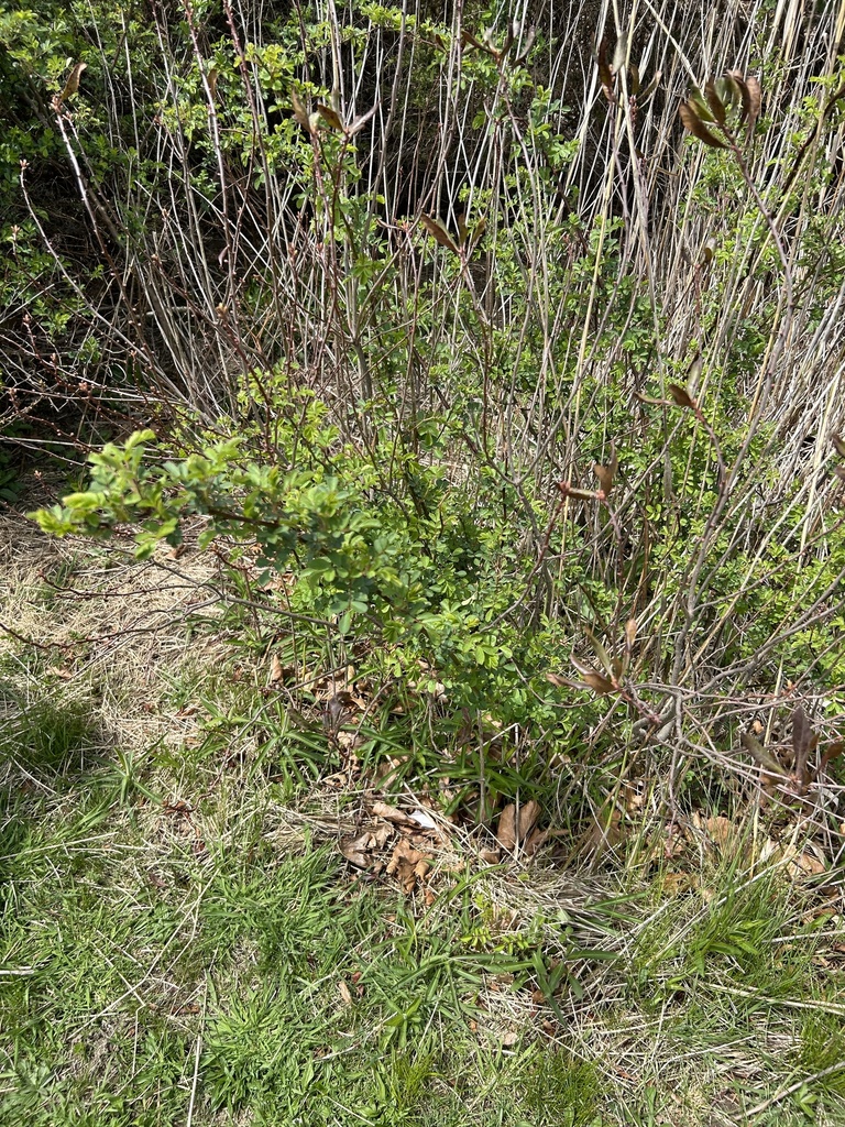 Macartney's rose in April 2023 by Andrew Hills · iNaturalist