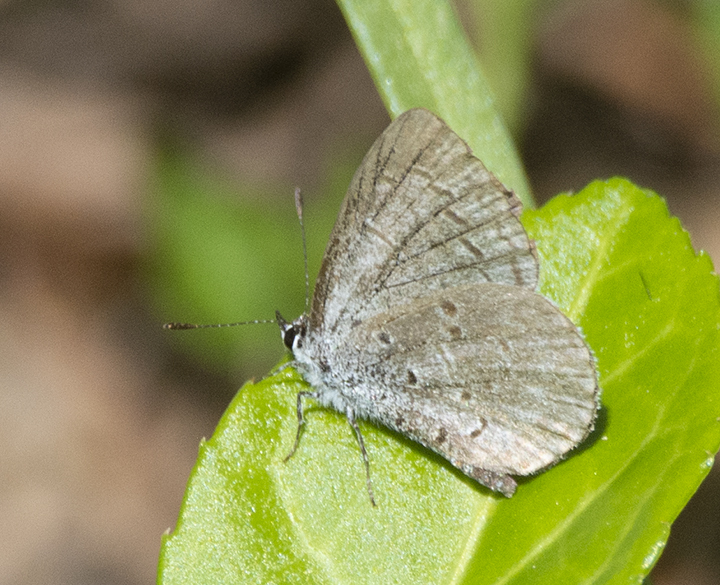 Spring Azure from Shawnee Prairie, Darke County, OH, USA on May 5, 2023 ...
