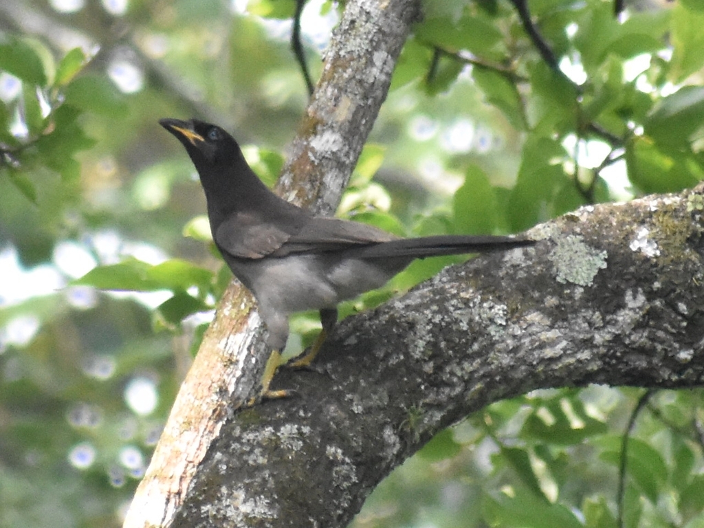 Brown Jay from 91612 Ver., México on May 05, 2023 at 10:20 AM by Juan ...