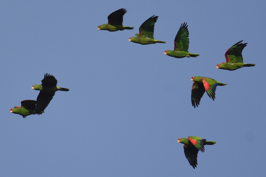 Red-spectacled Amazon in March 2023 by Luke Berg · iNaturalist