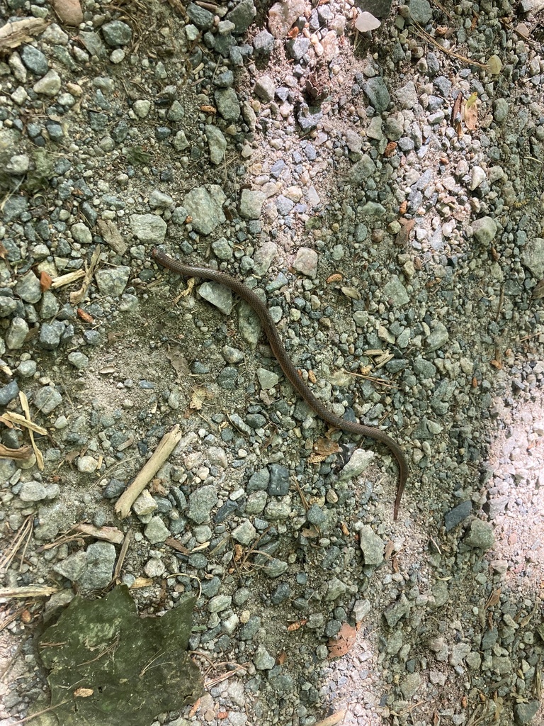 Eastern Worm Snake from Royal Lake Park, Fairfax, VA, US on May 5, 2023 ...
