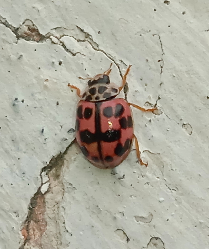 I know we get ladybugs here a lot but this one.... : r/RealLifeShinies