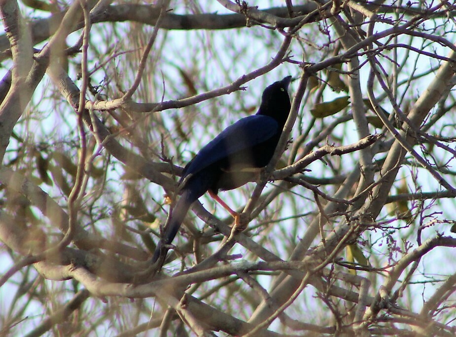 Purplish-backed Jay from pacos on April 29, 2023 at 06:16 PM by Jesús ...