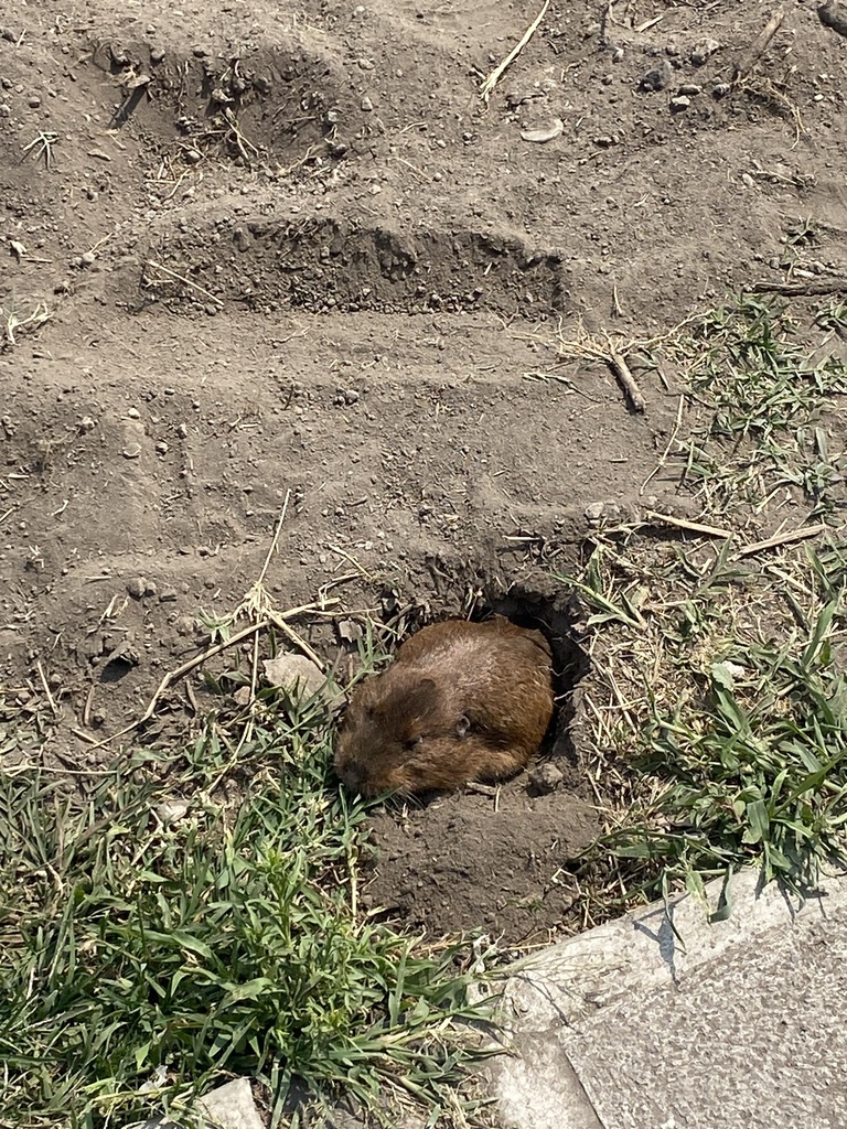 Merriam's pocket gopher from Universidad Nacional Autónoma de México ...