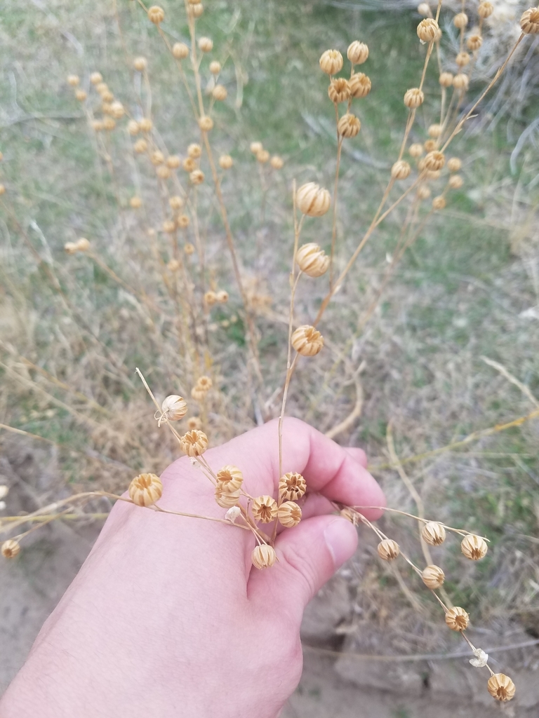 Flaxes from Kennewick, WA 99337, USA on November 3, 2018 at 02:14 PM by ...