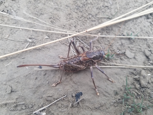 Genus Apote · iNaturalist United Kingdom