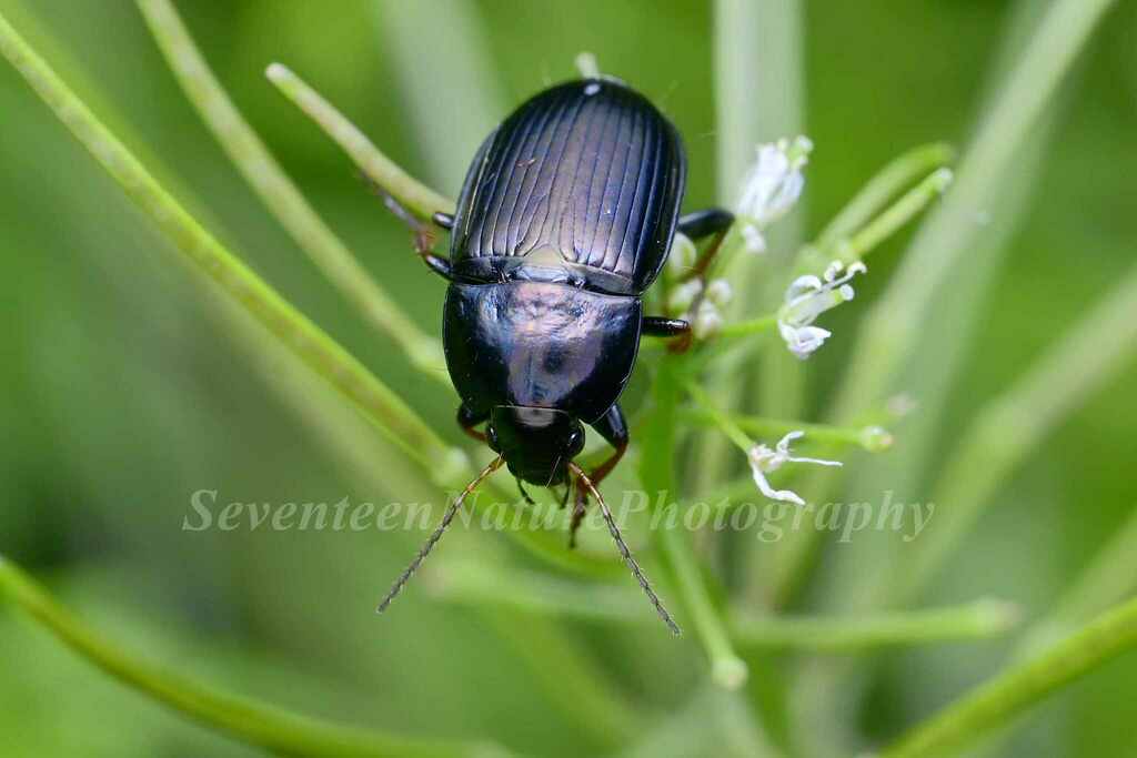 Sun Beetles in April 2023 by Kaniska · iNaturalist