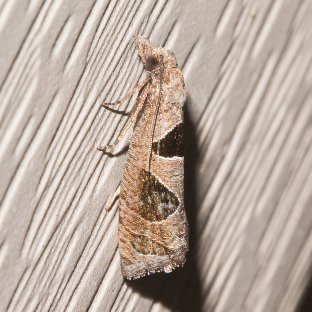 Triangle-backed Pelochrista Moth in October 2018 by Timothy Reichard ...