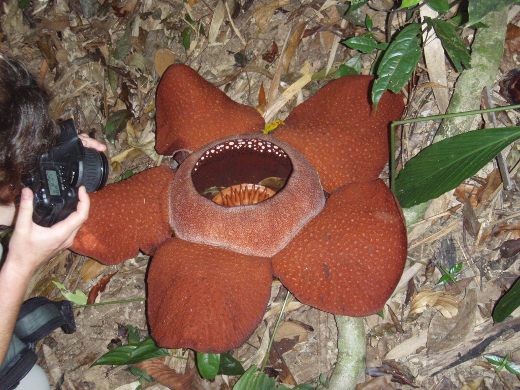 (Rafflesia kerrii) - Botanical Realm