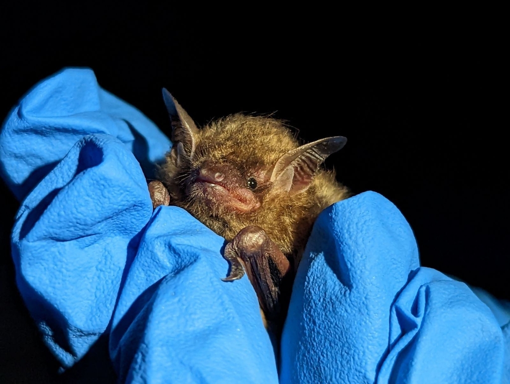 Tricolored Bat from Lexington, VA 24450, USA on May 05, 2023 at 08:40 ...