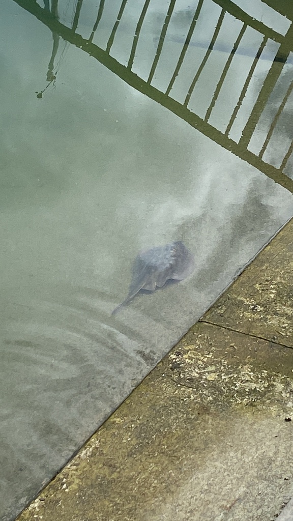 Haller's Round Ray from Dana Point Harbor, Dana Point, CA, US on May 05 ...