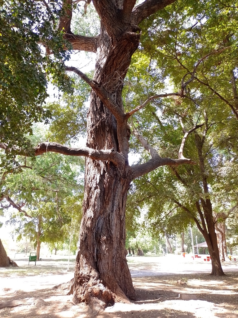 Populus mexicana dimorpha from Primer Cuadro, 80000 Culiacán Rosales ...