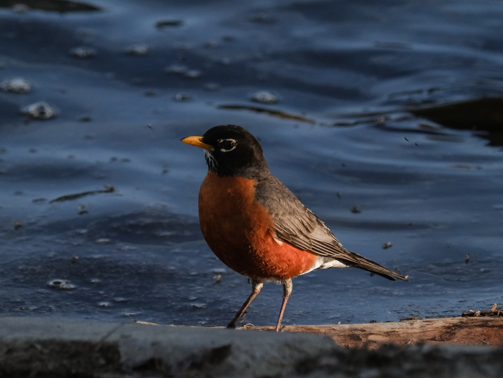 American Robin from Southeast Calgary, Calgary, AB, Canada on April 29 ...
