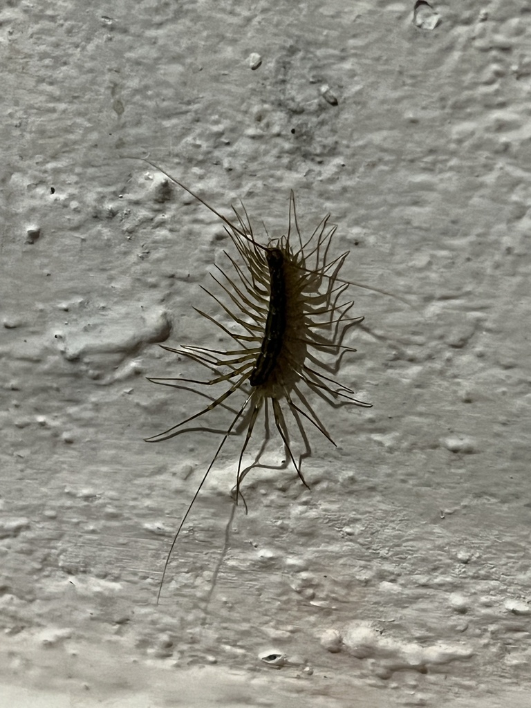 Long-legged Centipedes from NH25, Gandaki, NP on May 6, 2023 at 06:05 ...