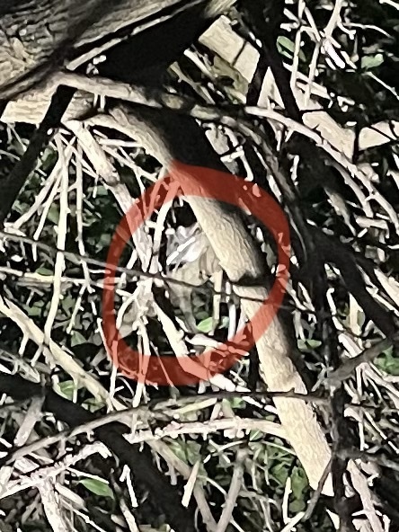 Pack Rats from Frisco, TX, US on April 29, 2023 at 09:58 PM by Devin ...