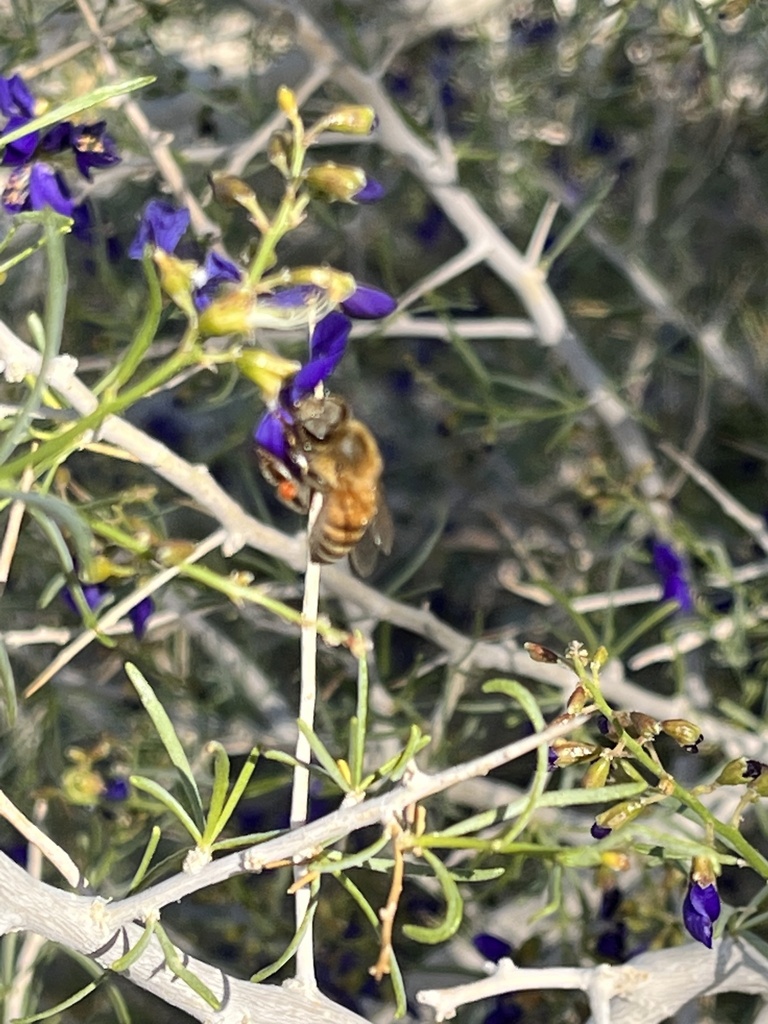 Western Honey Bee from Joshua Tree National Park, Desert Hot Springs ...