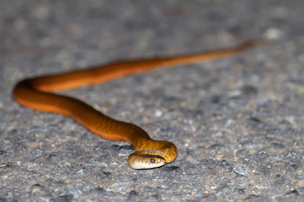 Common keelback from Farnborough QLD 4703, Australia on March 20, 2016 ...