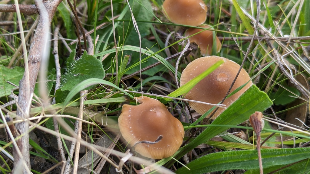 Psilocybe subaeruginosa from Majura, ACT 2609, Australia on May 6, 2023 ...
