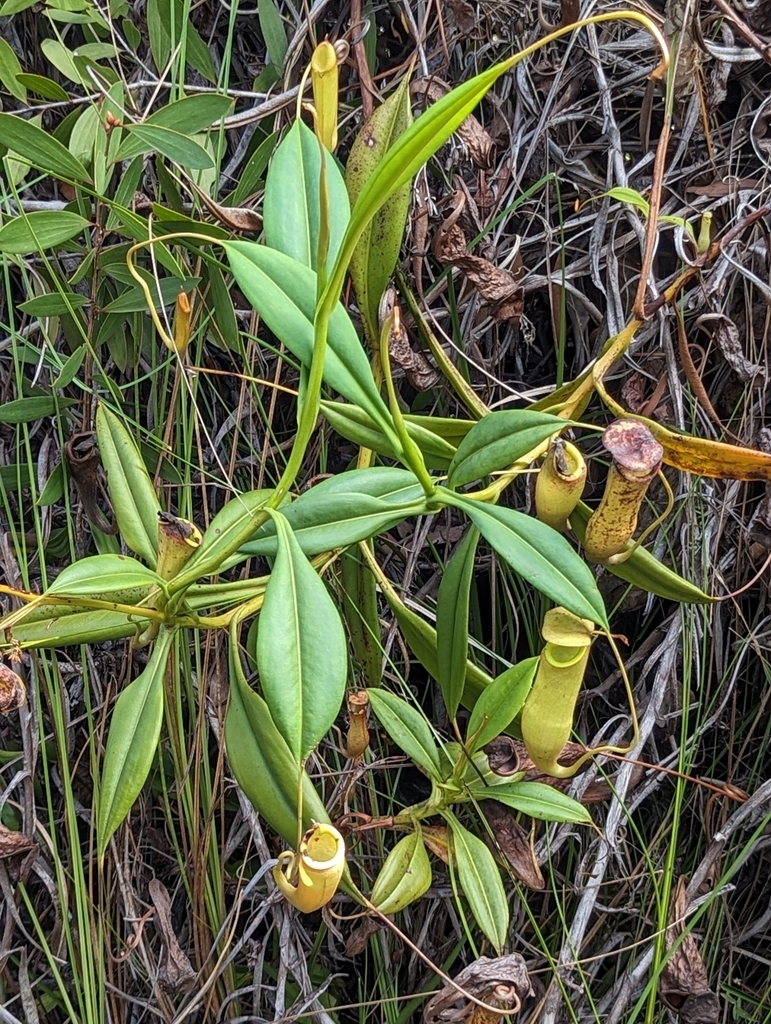 Nepenthes madagascariensis in April 2023 by Mike Tidwell · iNaturalist
