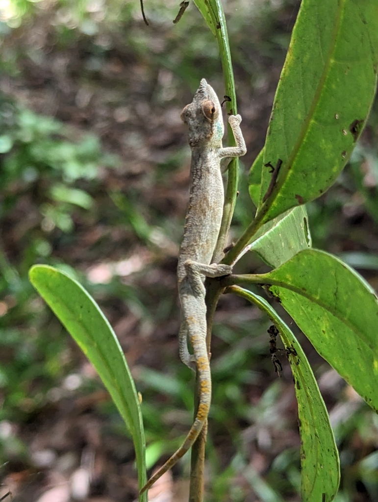 Vohibola Forest Chameleon in April 2023 by Mike Tidwell · iNaturalist