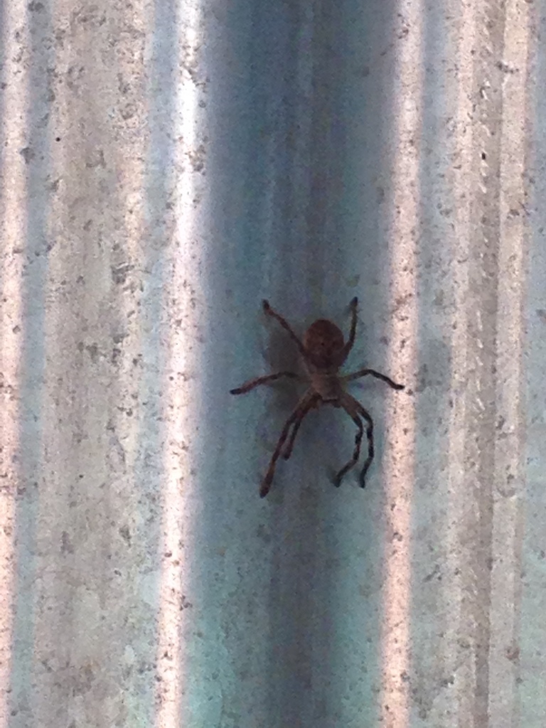 Isopedella from 0872, Yulara, NT, AU on October 31, 2015 at 04:57 AM by ...
