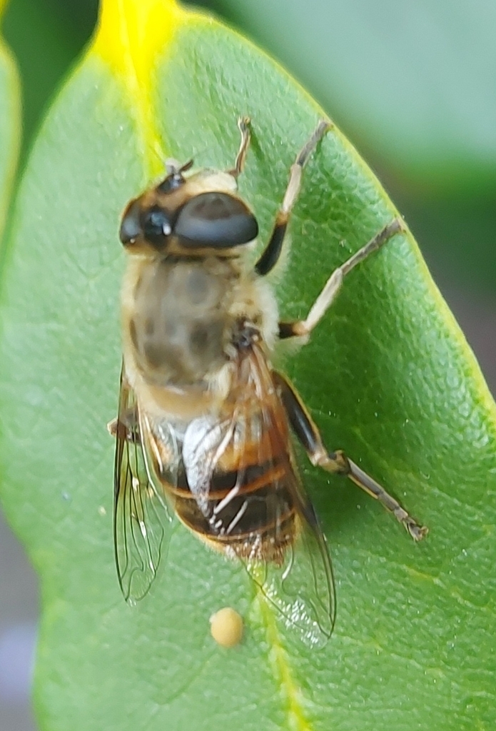 Common Drone Fly from Idle, Bradford BD10, UK on 23 June, 2022 at 06:34 ...