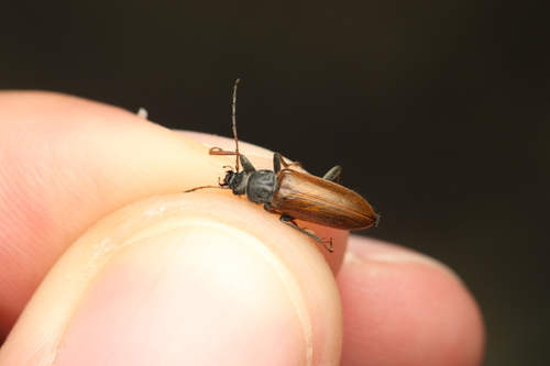 Omophlus picipes · iNaturalist