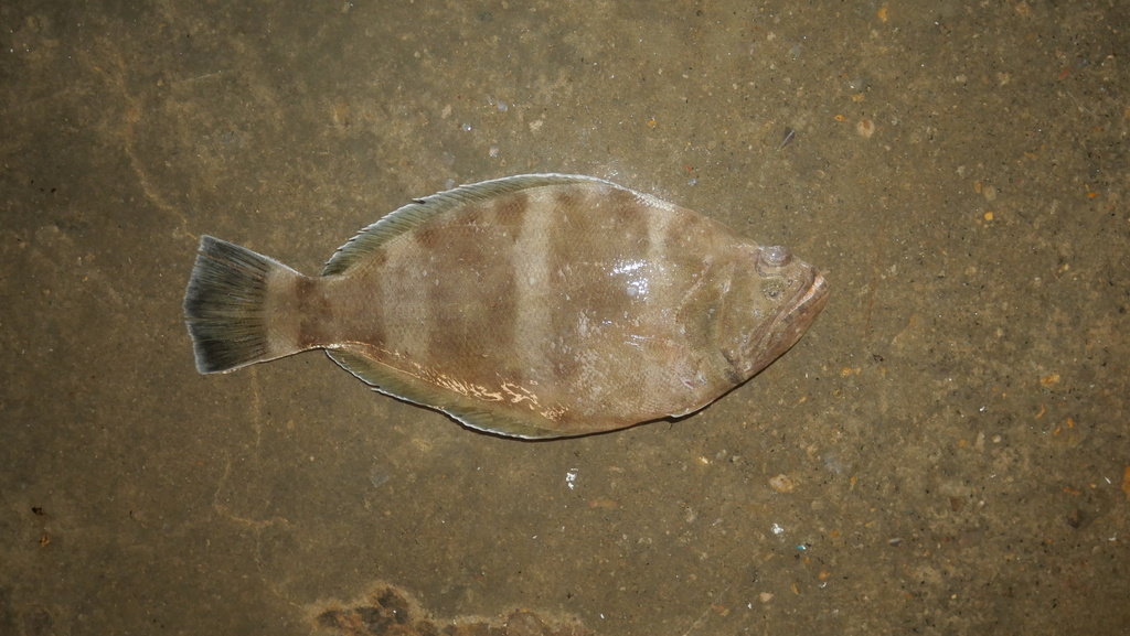 Indian Halibut from 4080, Mueang Ranong, Ranong, TH on April 29, 2023 ...