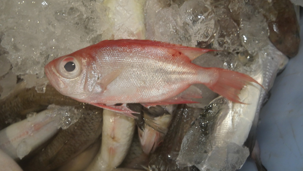 Purplespotted Bigeye (Priacanthus tayenus) - Marine Life Identification