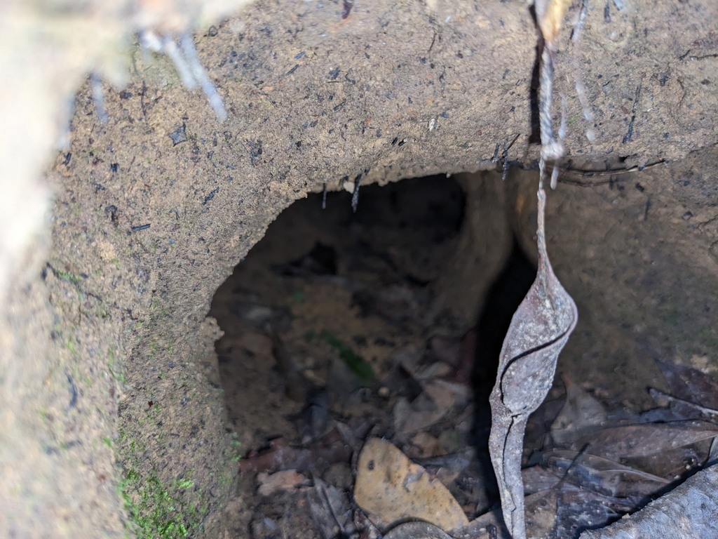 Taiwan Pangolin in May 2023 by treeyee. 疑似穿山甲洞穴 · iNaturalist