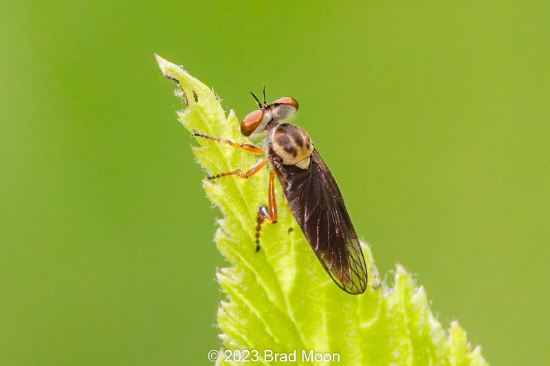 Gnat Ogres from Rapides Parish, LA, USA on May 4, 2023 at 02:03 PM by ...