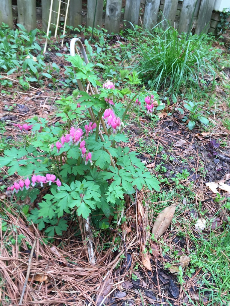 Asian Bleeding-heart in April 2015 by jennifer1231 · iNaturalist