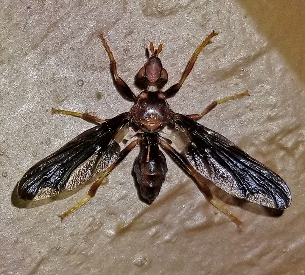 Waved Light Fly from Fentress County, TN, USA on May 5, 2023 at 08:19 ...