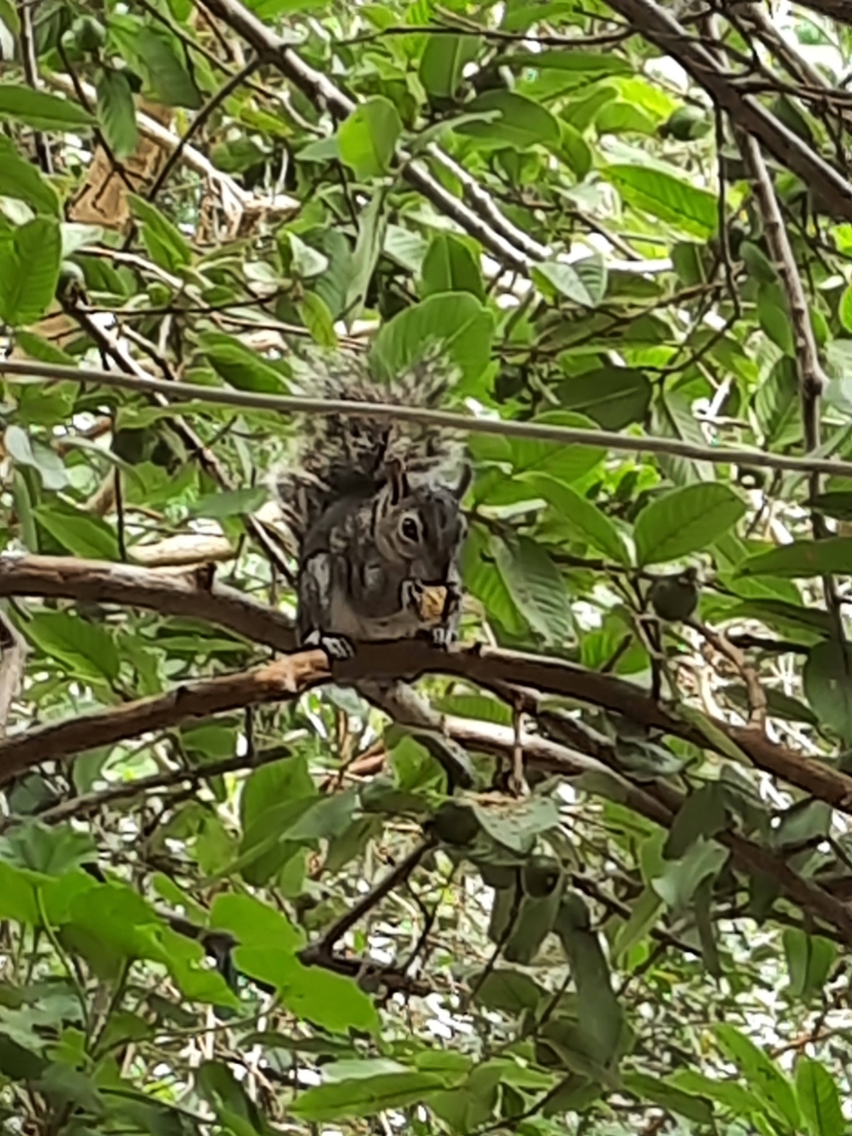 Collie's Squirrel from Las Brisas Rodeo de la Punta, Tepic, Nay ...