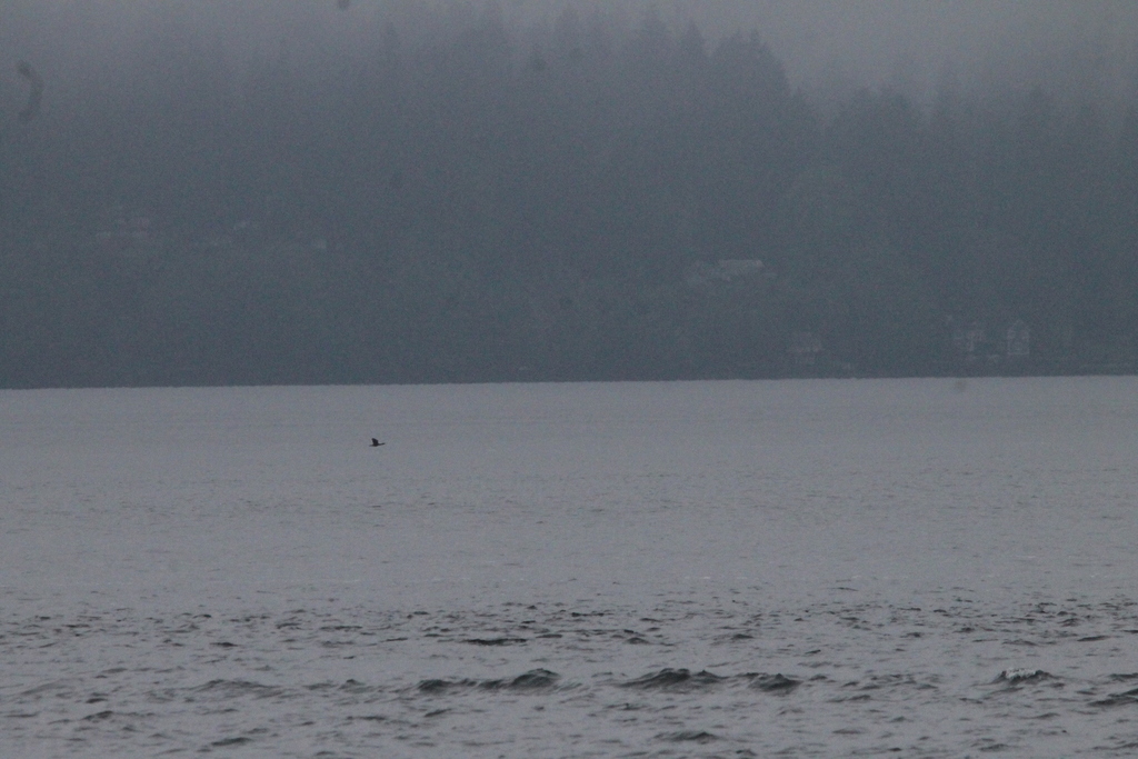 Brandt's Cormorant from Seattle, WA, USA on May 6, 2023 at 09:20 AM by ...