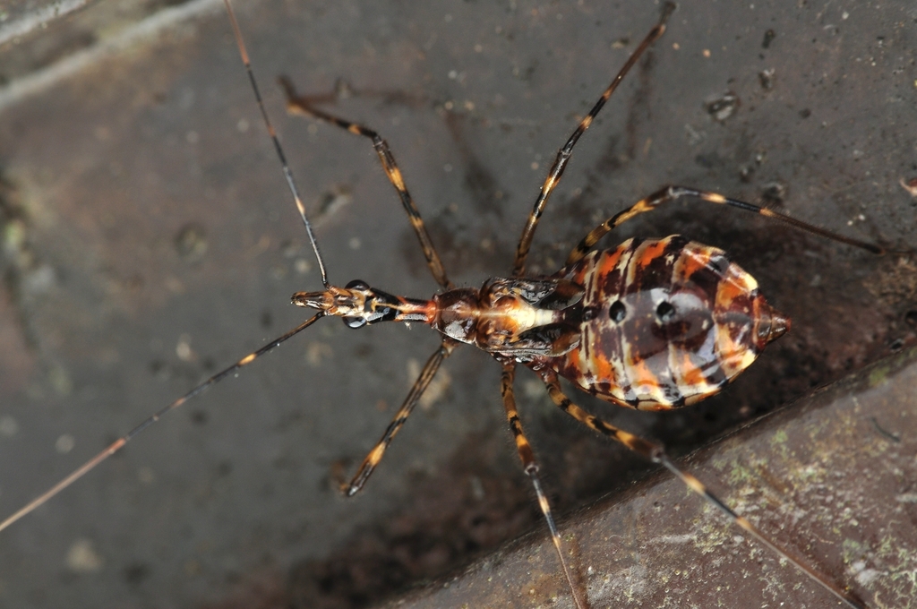 Sycanus minor from 滿月圓國家森林遊樂區 on May 1, 2023 at 12:59 PM by 邱仲良 ...