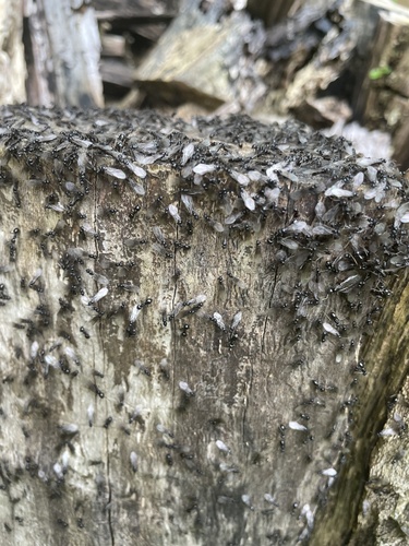 Photo 276644988, (c) Benjamin Cottereau, all rights reserved, uploaded ...