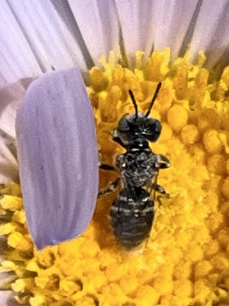 Bees from Joshua Tree National Park, Twentynine Palms, CA, US on May 05 ...