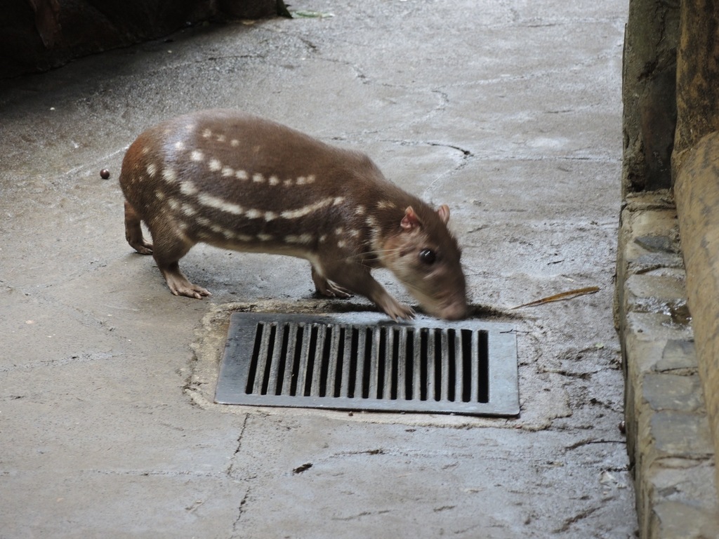 Spotted Paca from Alajuela Province, Costa Rica on January 2, 2016 by ...